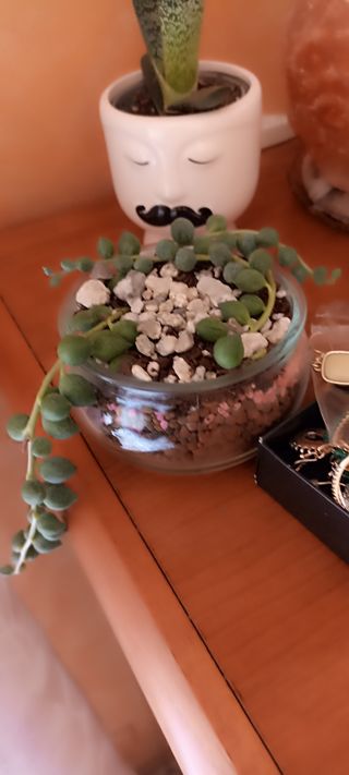 piante grasse vere con vaso in vetro 