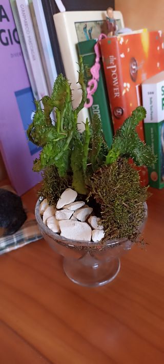 piante grasse in vaso di vetro 