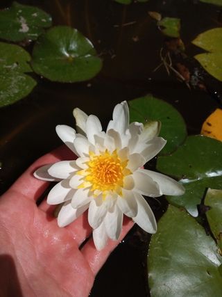 ninfea alba bianca, piante acquatiche laghetto