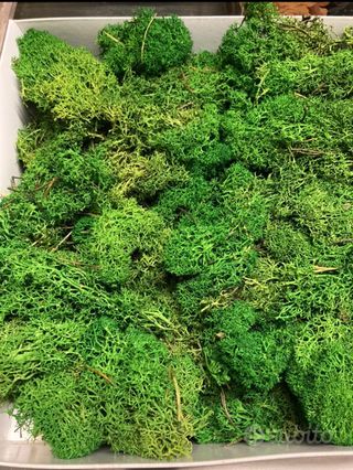 Muschio stabilizzato