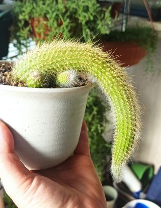 hildewintera colademononis, coda di scimmia