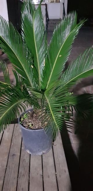 vendo cicas alta 70 80  cm costo 14.00 l uno