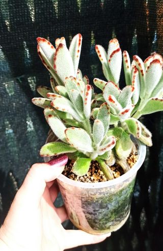 kalanchoe tomentosa