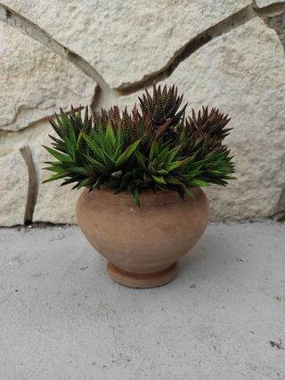 Haworthia