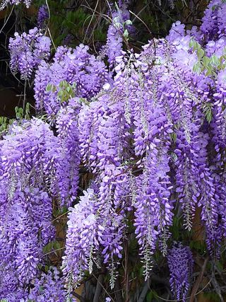 Pianta glicine viola Wisteria h 10 - 15 cm
