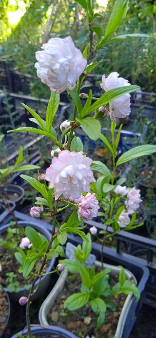 Pianta prunus triloba, fiori di pesco h 30 cm