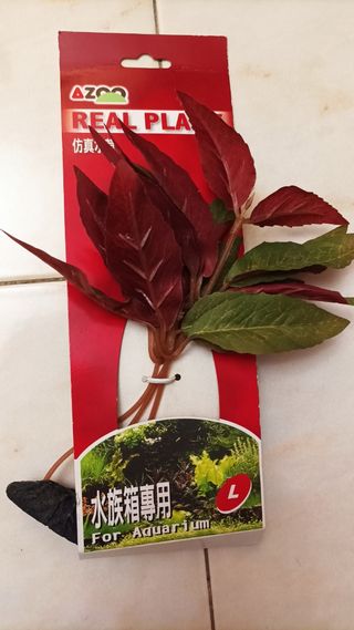 Pianta reale per acquario taglia L Azoo