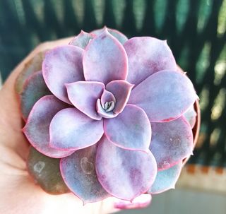 echeveria perla, perle von nurnberg, vaso 8