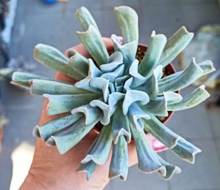 echeveria runyonii topsy turvy