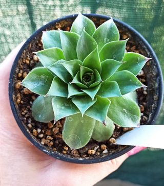 sempervivum calcareum