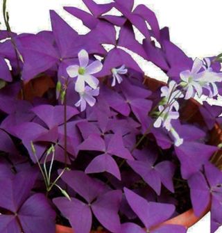 10 bulbi oxalis triangularis 