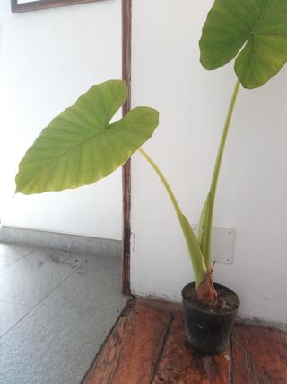 Alocasia