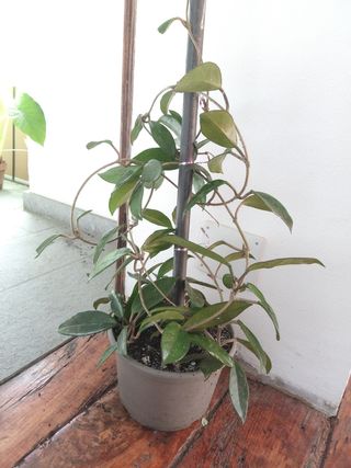 Piante dai fiori di cera