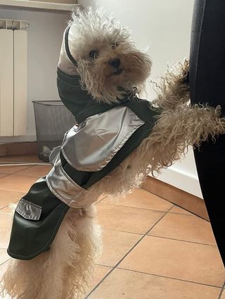 impermeabile cane o gatto