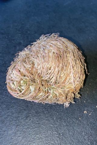 Rosa di Jericho Gerico