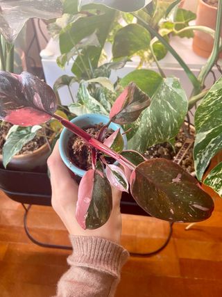 Pianta Rara Philodendron Pink Princess