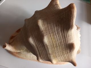 Oggetto Decorativo.        4euro 