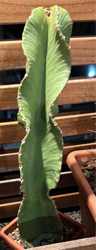 pianta grassa