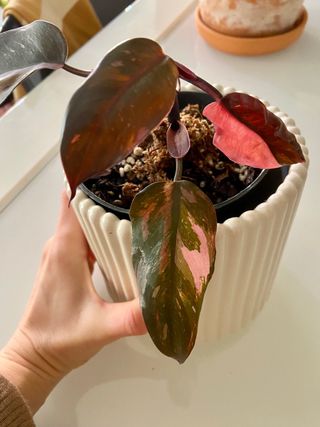 Philodendron Pink Princess Pianta Rara M