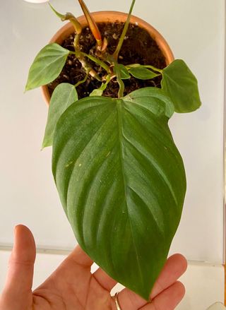 Philodendron Nangaritense "Fuzzy Petiole" 