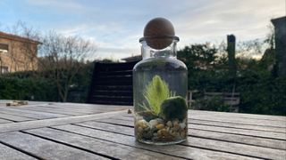 Marimo, alga palla
