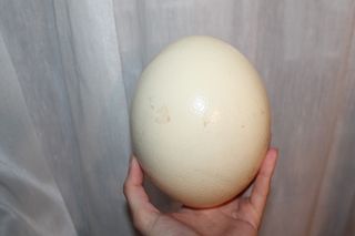 Uovo di struzzo