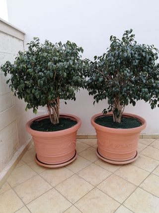 ficus beniamino 