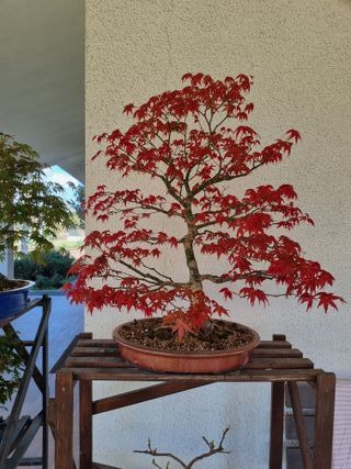 Bonsai Acero Desojo rosso