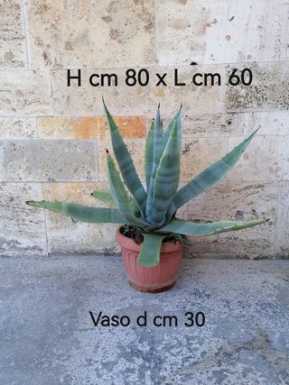 Pianta di "Agave americana" in vaso di plastica. 