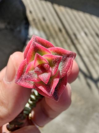 Crassula perforata variegata 