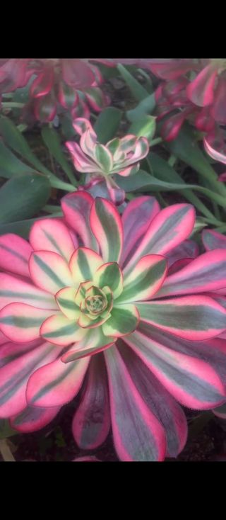 Aeonium voodoo variegata 