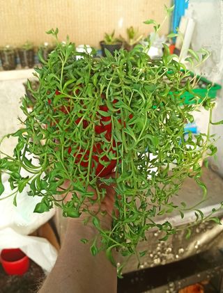 senecio peregrinus, pianta delfino, succulenta
