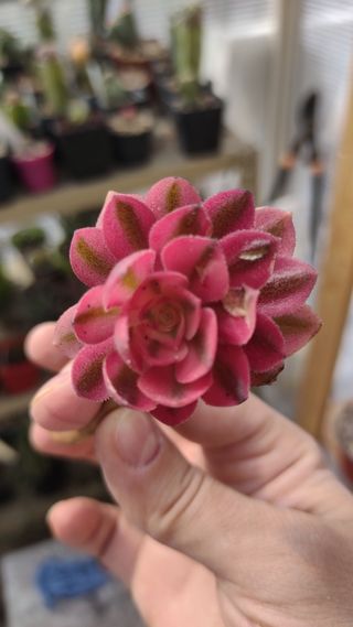 Aeonium Pink witch 