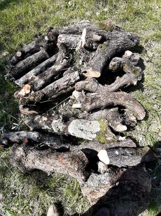 Tronchetti di ulivo per manici e taglieri