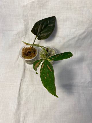 Syngonium - kit purple 1