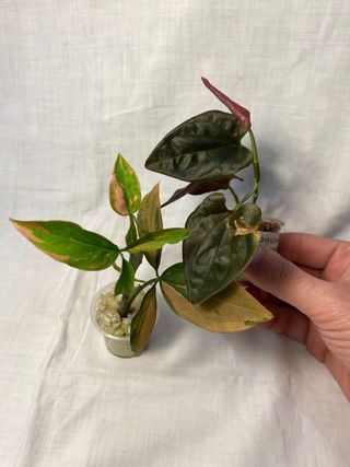 Syngonium - kit purple 2 Apicali