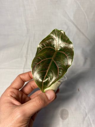 Alocasia Azlanii Baby #3