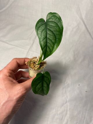 Monstera Siltepecana #2