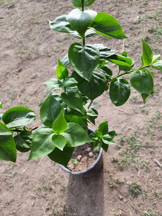 pianta di lilla