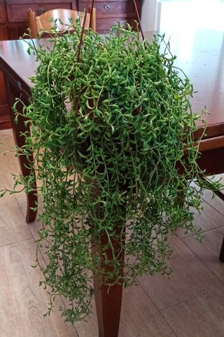 senecio peregrinus, pianta delfino