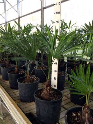 PALME IN PROMOZIONE