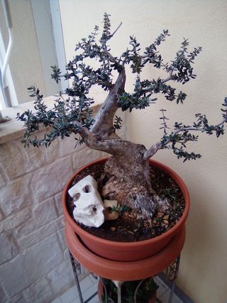 vendo bonsai
