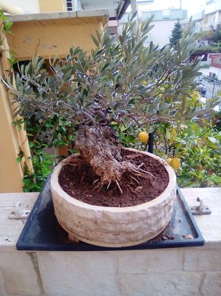 vendo bonsai