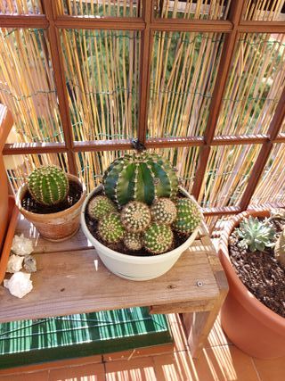 piante grasse