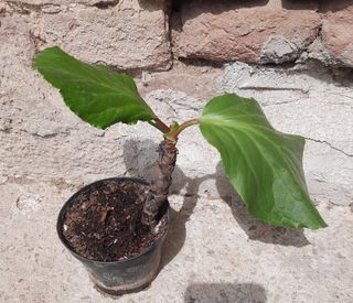 bergenia crassifolia ( fiore di san giuseppe )