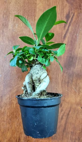 Bonsai Ficus Ginseng Microcarpa Premium Quality