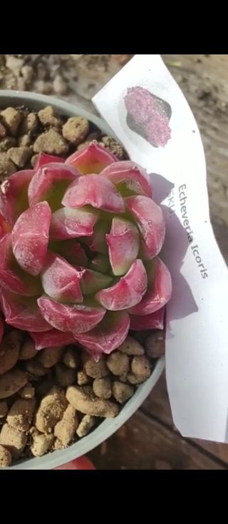 Echeveria icoris Coreana