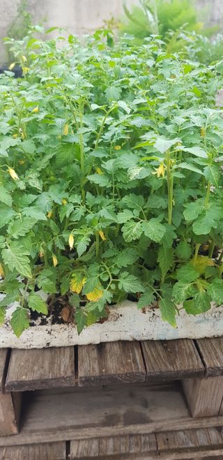 190  piantine pomodorini gialli varieta Skate