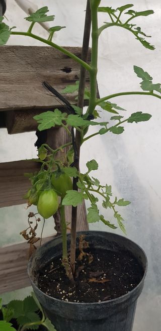 7 vasi piccoli con datterino giallo varieta skate 