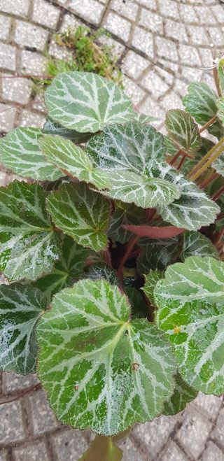 3 piante  oleandro rosmarino  e l altra in fiore 